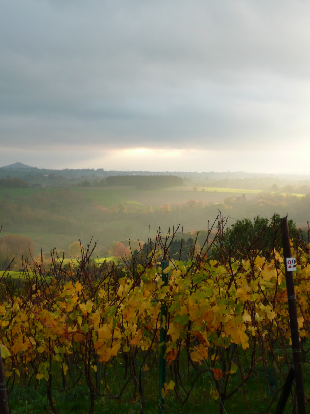 Wines in Belgium – Tourism and events